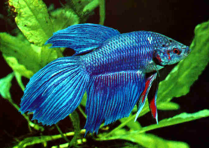 IMÁGENES Y FOTOS DE ANIMALES: Pez Beta