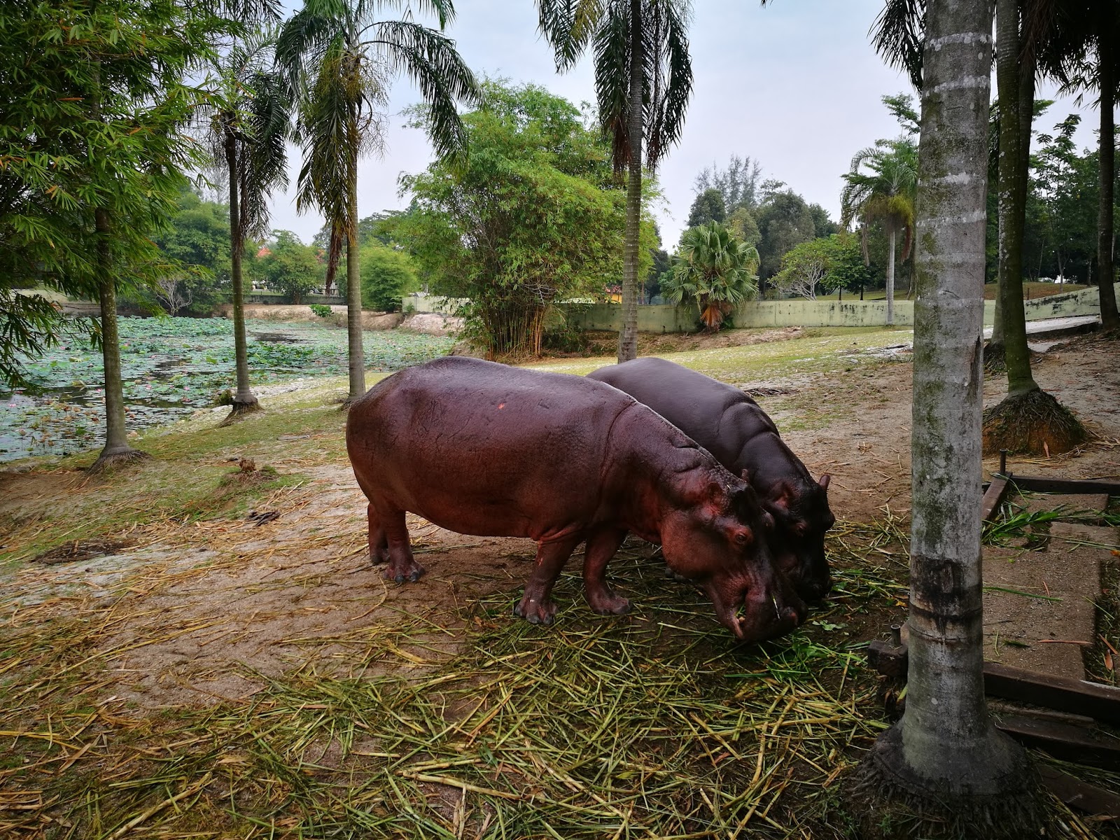 Paya Indah Wetlands Dengkil Kuala Langat