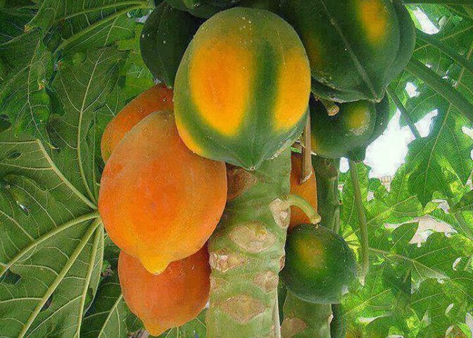 Ludugero desde que me entendo por Ludugero: AZINHAVRES, por João Maria ...