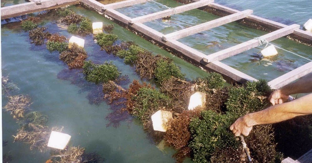 Indonesia Seaweed Suppliers and Production Method - Indonesia Seaweed ...