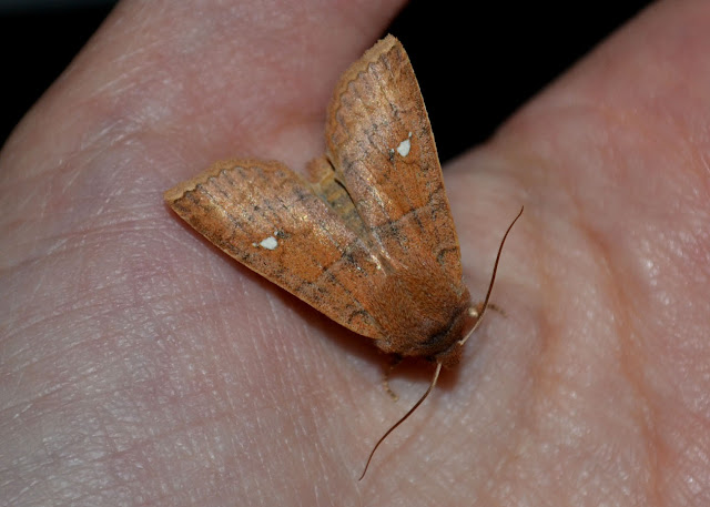Woods Walks and Wildlife: First Moths of the Year!