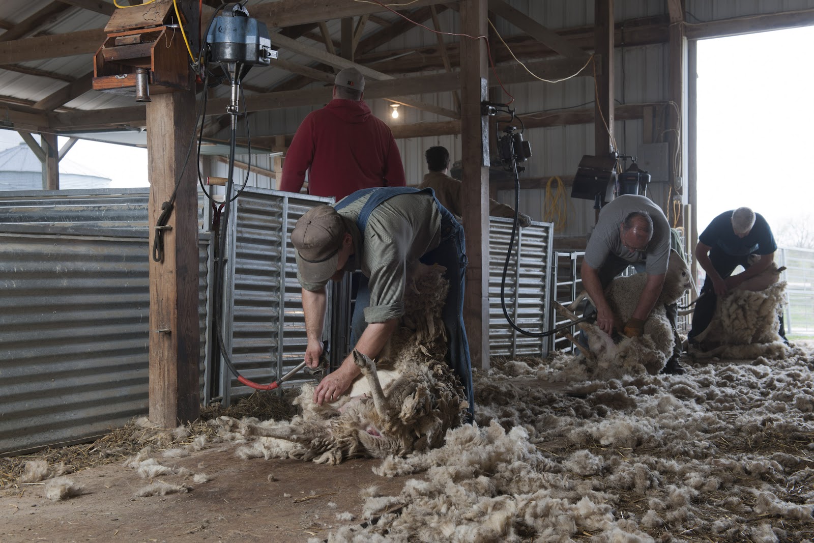 Premier Farm Diary: Shifting and Shearing