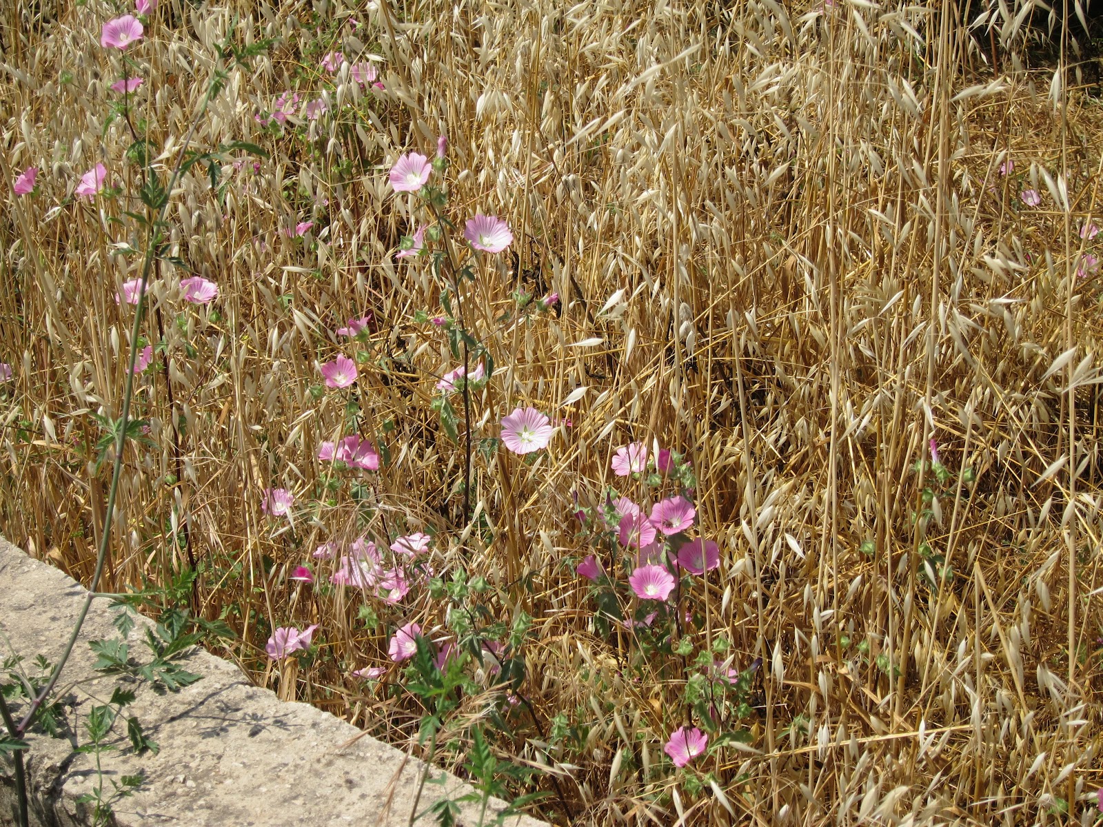 Gillie's Big World: Village Life in Northern Lebanon