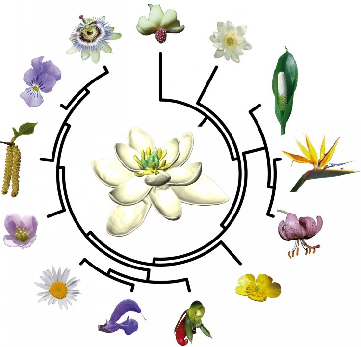 Criptobotánica: Recrean la primera flor que existió en el planeta