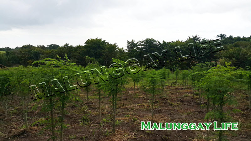 Moringa Farm / MalunggayLife Agri Farm Philippines: First Malunggay ...