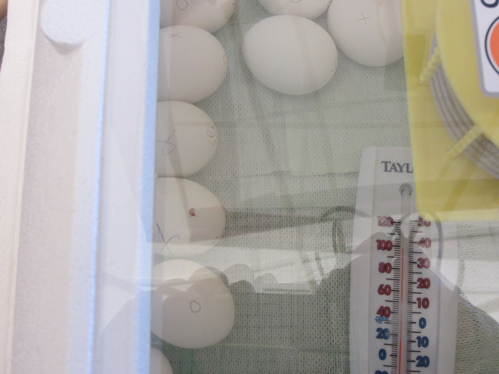 Chick-It-Out @ Chicago Ridge Public Library