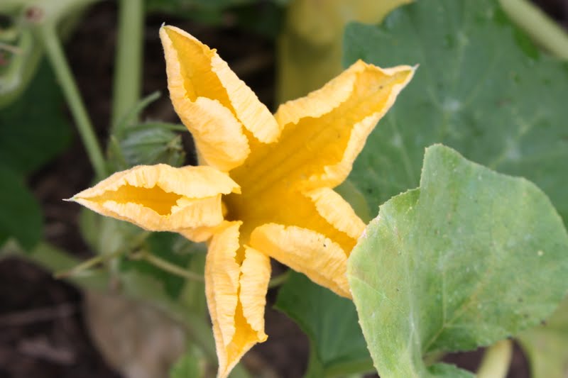 Trombetta di Albenga Squash is Curcurbita moschata Duch