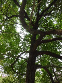 Aun's fotos' corner: The Tembusu Tree