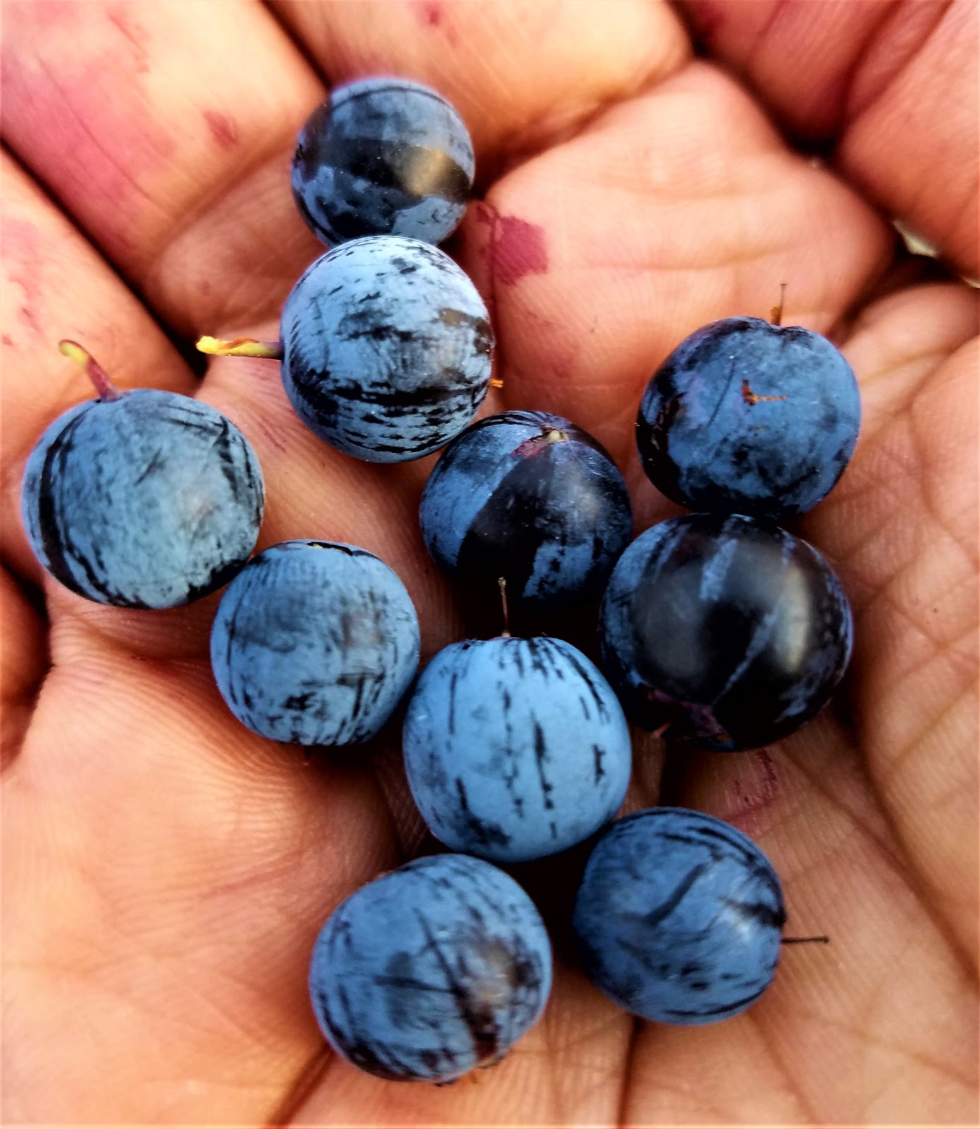 Under the Charm of Wild Alaskan Blueberries