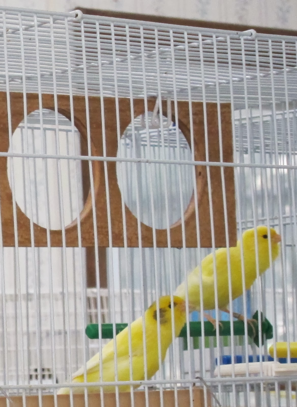Canary Tales: German Rollers Bursting Into Song