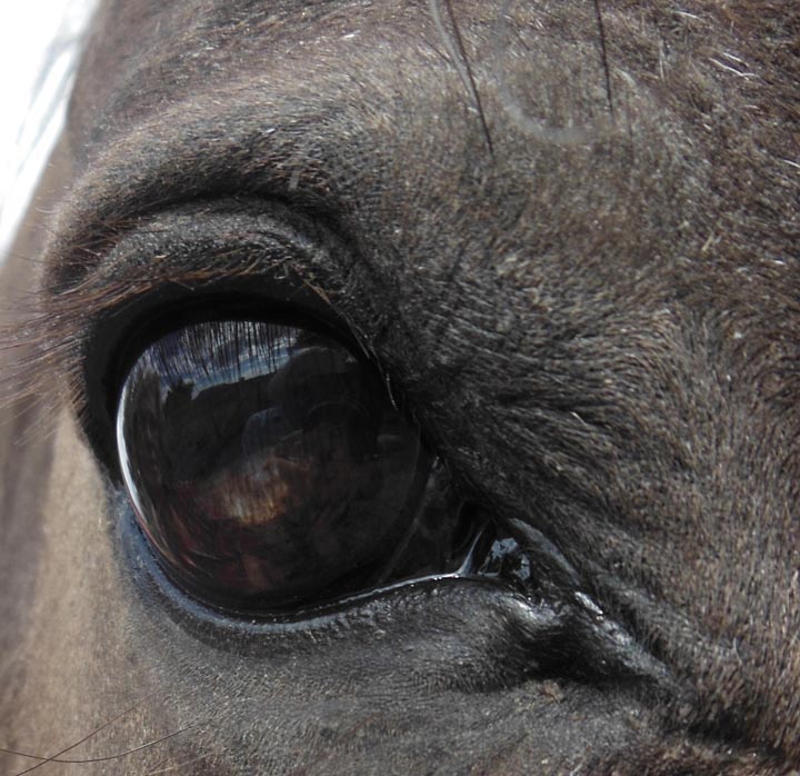 Predator eyes vs prey eyes - ledtere