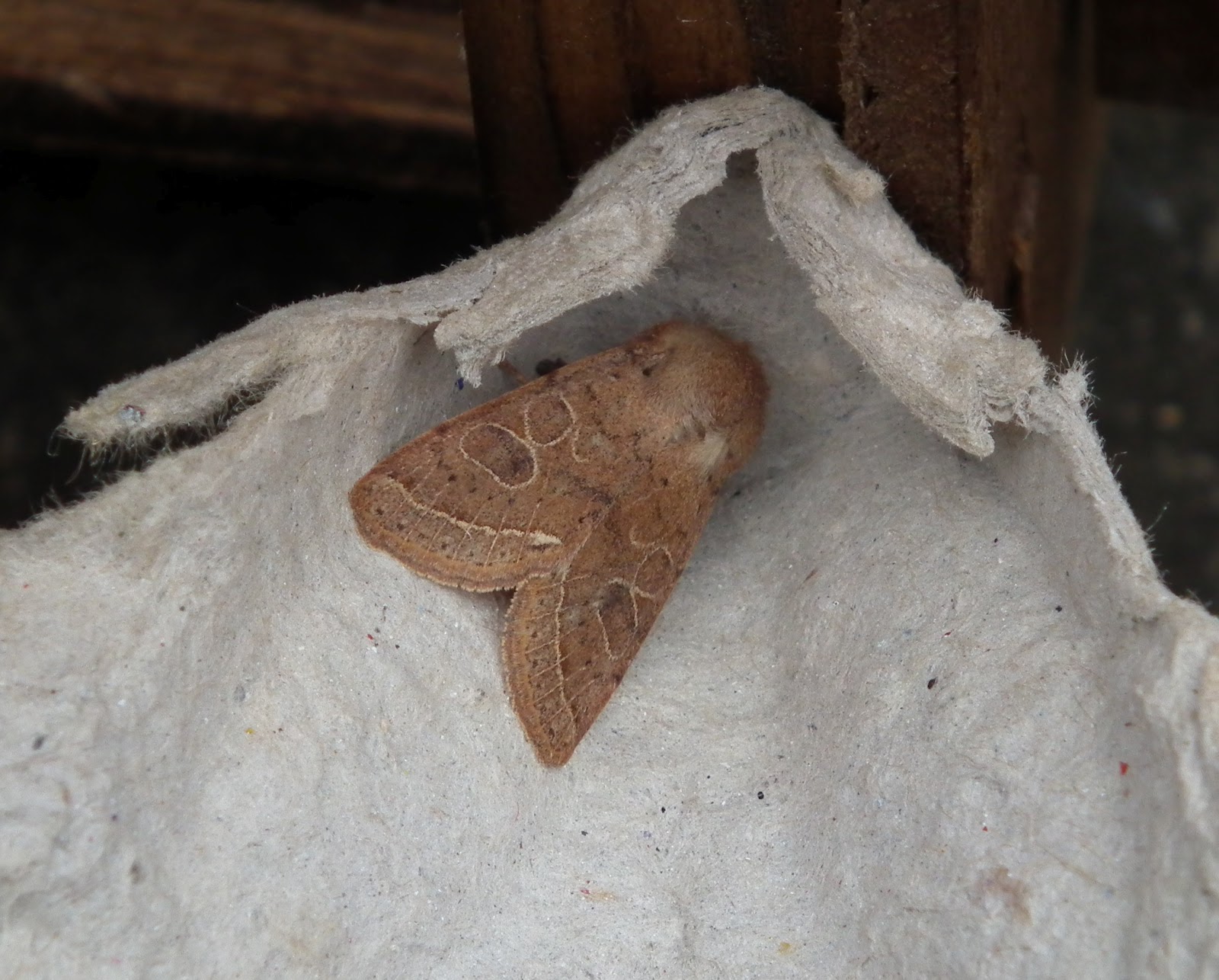 The Hairy Birder: Some Vis, Some Ringing and A Moth