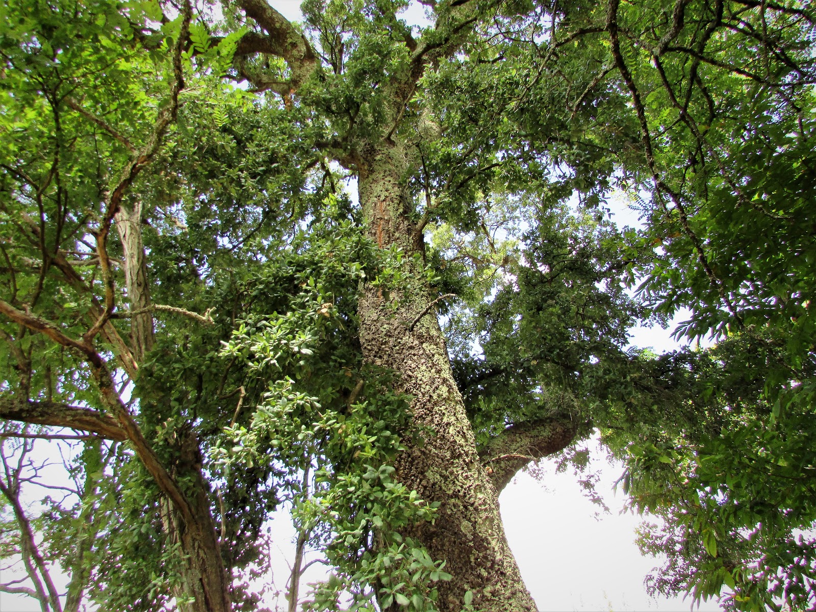 El Bosque y sus Secretos: Quercus suber