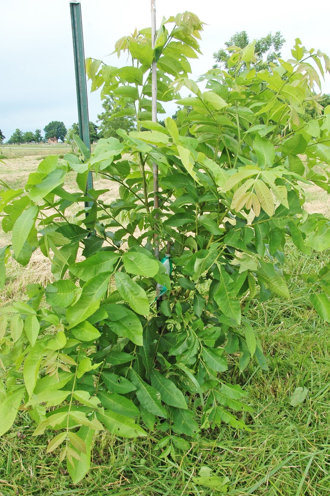 Northern Pecans: Don't let stump sprouts overtake your pecan grafts