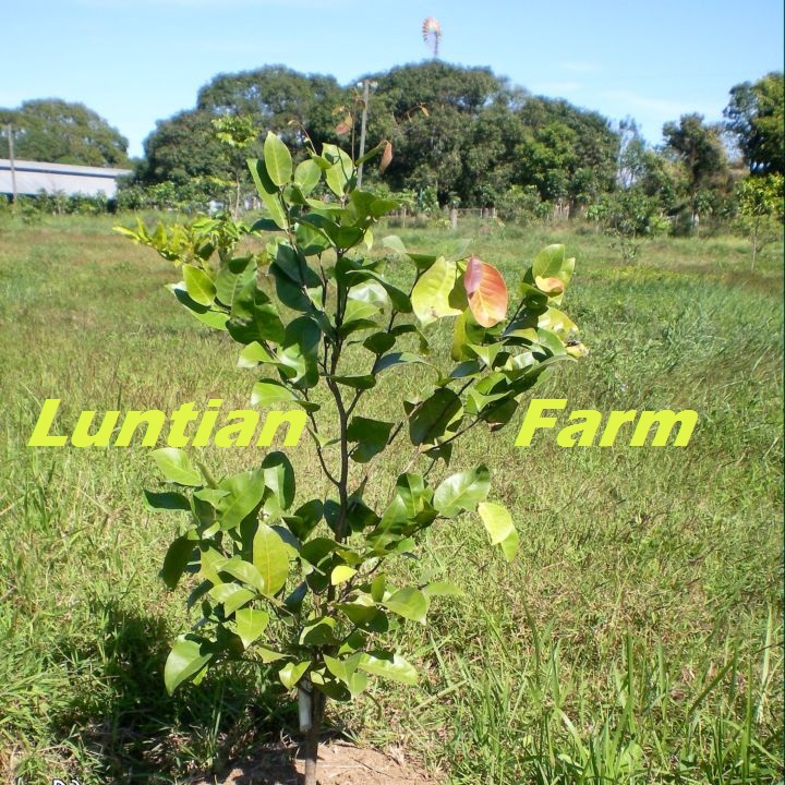 Luntian Farm: White Lauan (Shorea contorta) trees in Luntian Farm