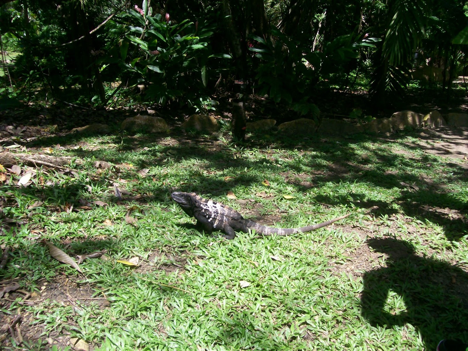 Rockhounding Around: Cruising the Caribbean - Day 4 Roatan, Honduras ...