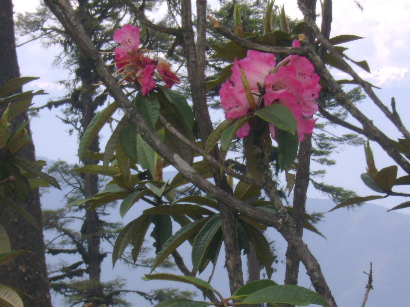 gardentropics: Flowers from Bhutan