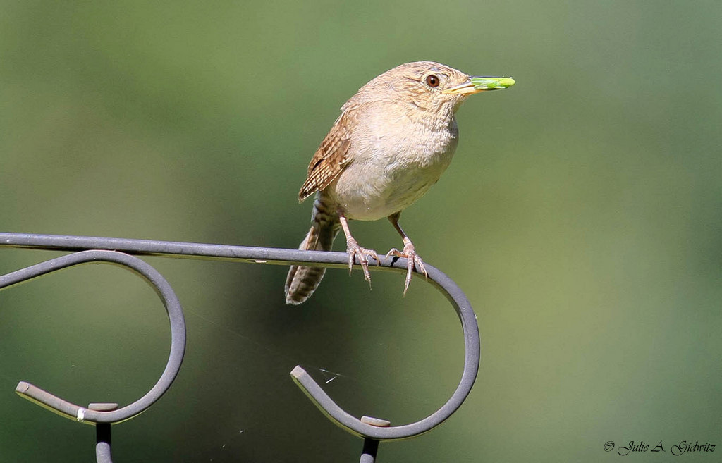 Birding Is Fun!: Smorgasbord at the Wren House