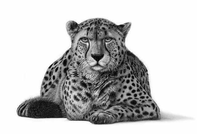 Realistic Animal Drawings: Hyper Realistic Animal Drawing Cheetah Vigilance