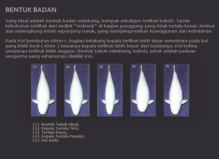 MENILAI BENTUK IDEAL KOI ~ CFF