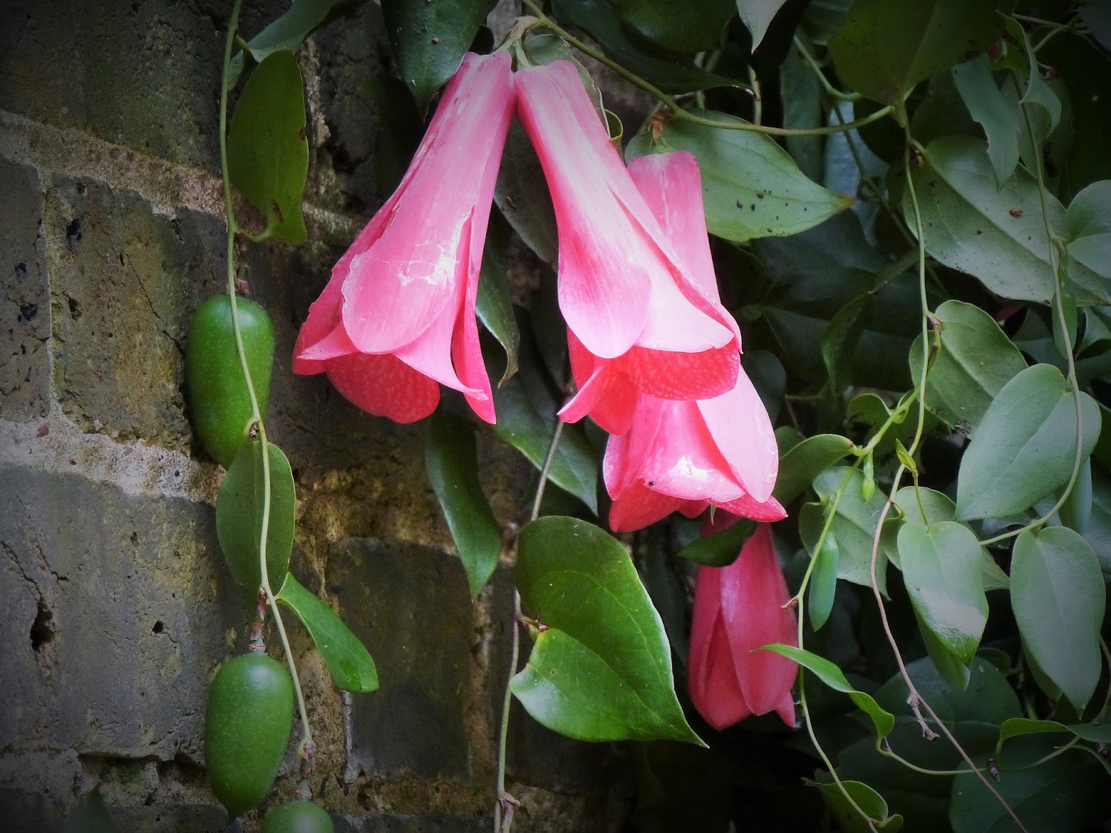 Fernando Ruz: Plantas nativas de Chile: Copihue (Lapageria rosea)