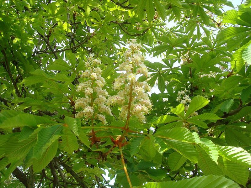 ΙΠΠΟΚΑΣΤΑΝΕΑ αγριοκαστανιά - Aesculus Hippocastanum | ΒΟΤΑΝΟΘΕΡΑΠΕΙΑ ...