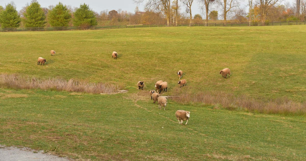 Punkin's Patch: Sheep Trick Or Treat