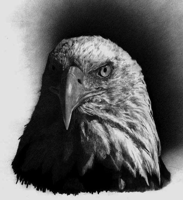 Desenhos Realistas: Gavião