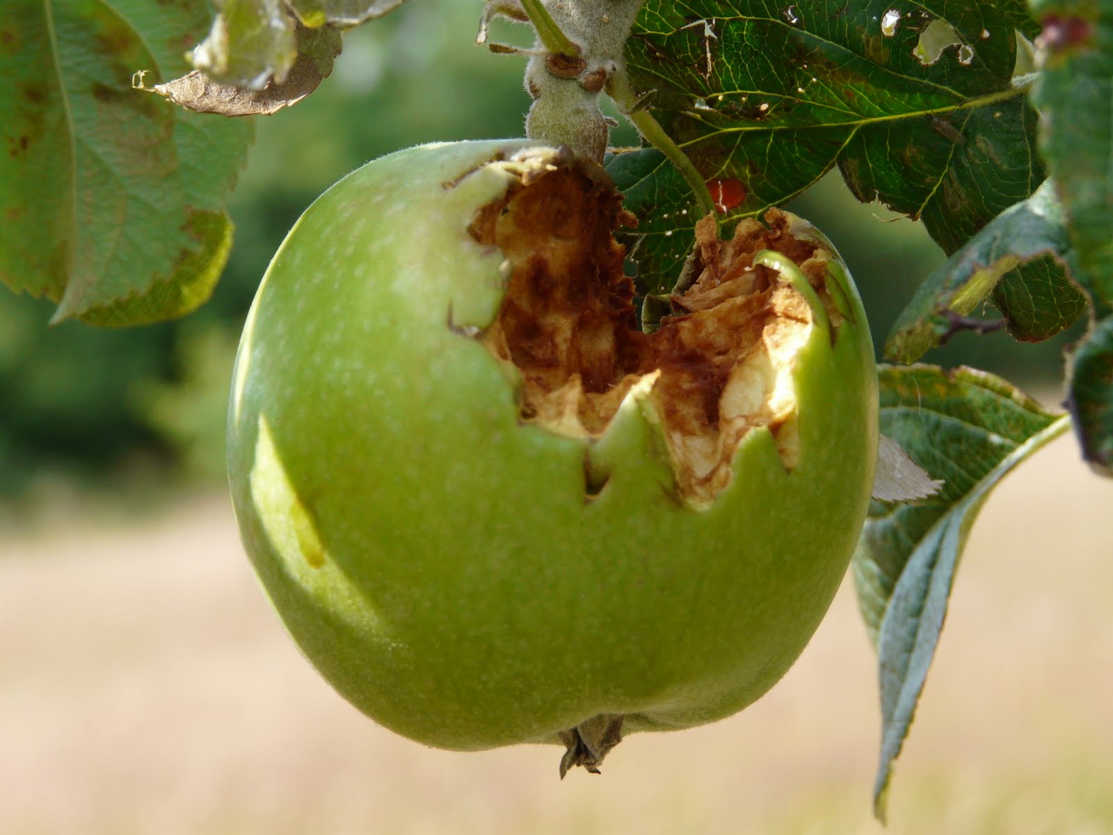 Orchard Diary: Fruit is being damaged by birds