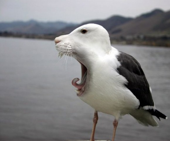 Funny Seagull | Funny Animals