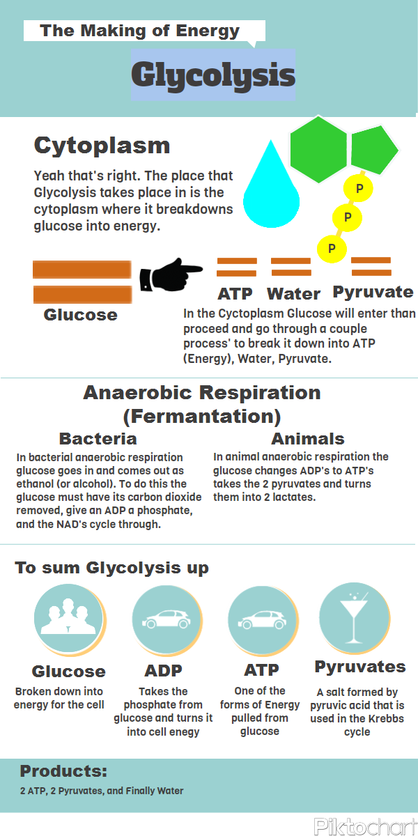 Honors Biology: Ryan Hurd- Glycolysis Infographic