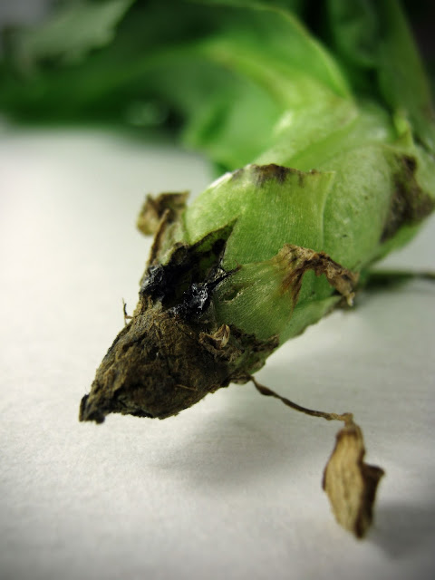 KYKEON PLANTS: POPPY PEST AND DISEASES