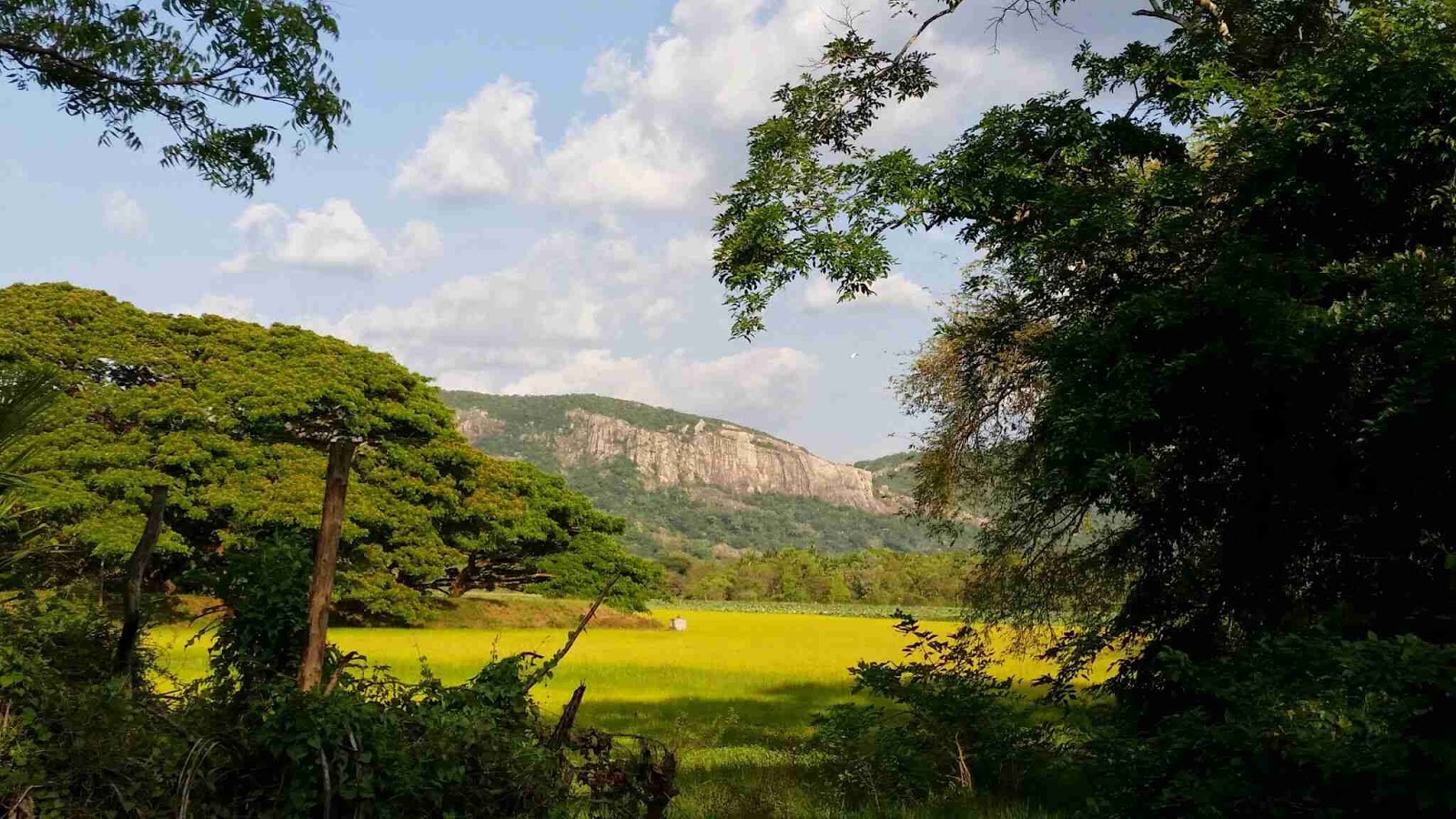 Divulgane Nature Society