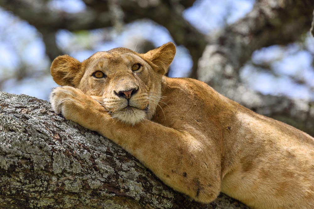 Rudolf Hug, Fotografien: Raubkatzen in der Serengeti