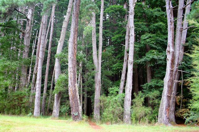 RDO Melbourne: Redwood Forest, East Warburton