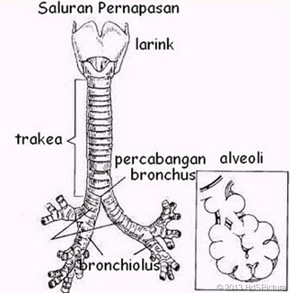 ANATOMI FISIOLOGIS SISTEM PERNAPASAN BAWAH - Bersama Perawat