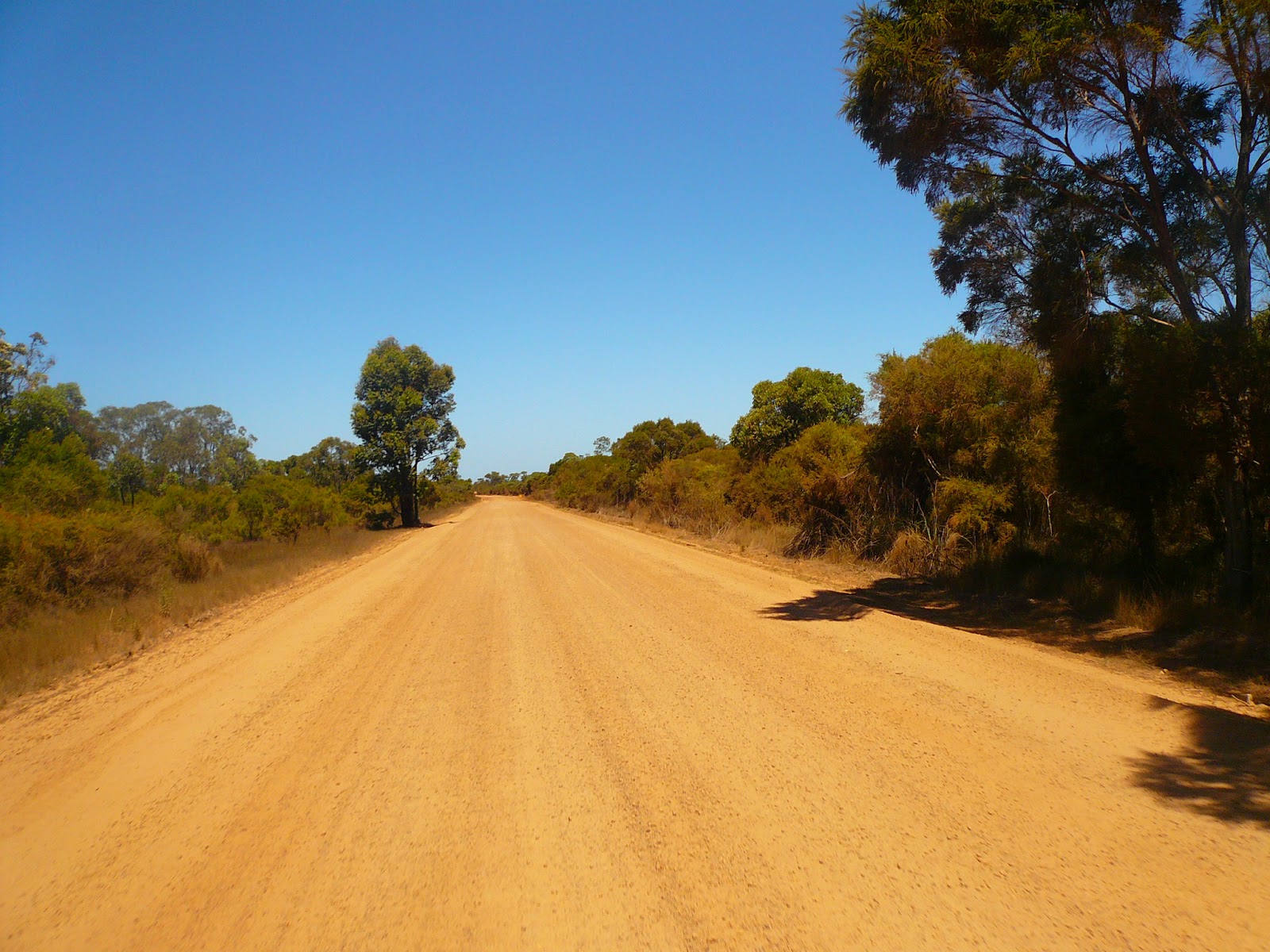 Vive les kangourous: Western australia Windy Harbour