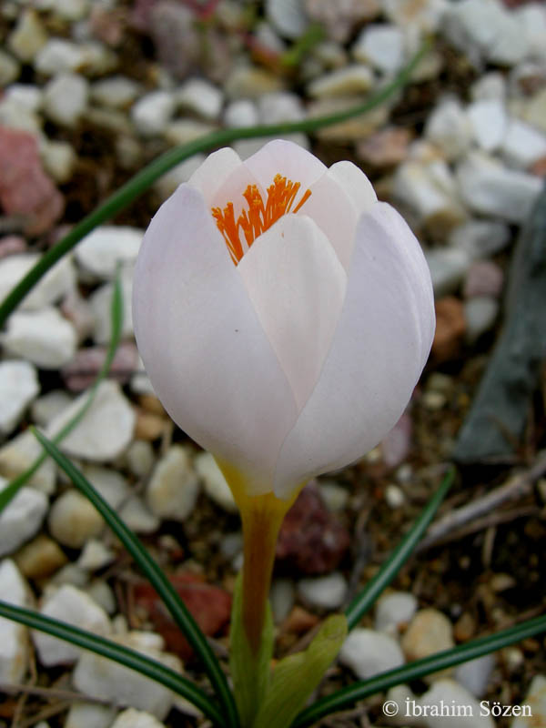 The Country Of Crocuses: Crocus niveus
