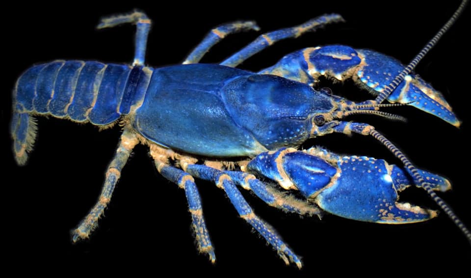 Species New to Science: [Crustacea • 2019] Cambarus fetzneri • A New ...