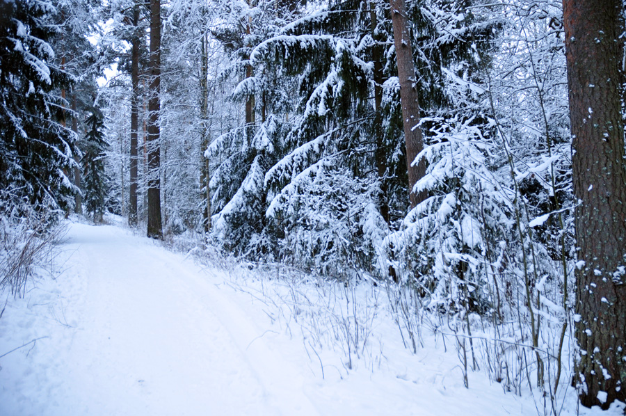 Janikan pieni maailma: tammikuuta 2019