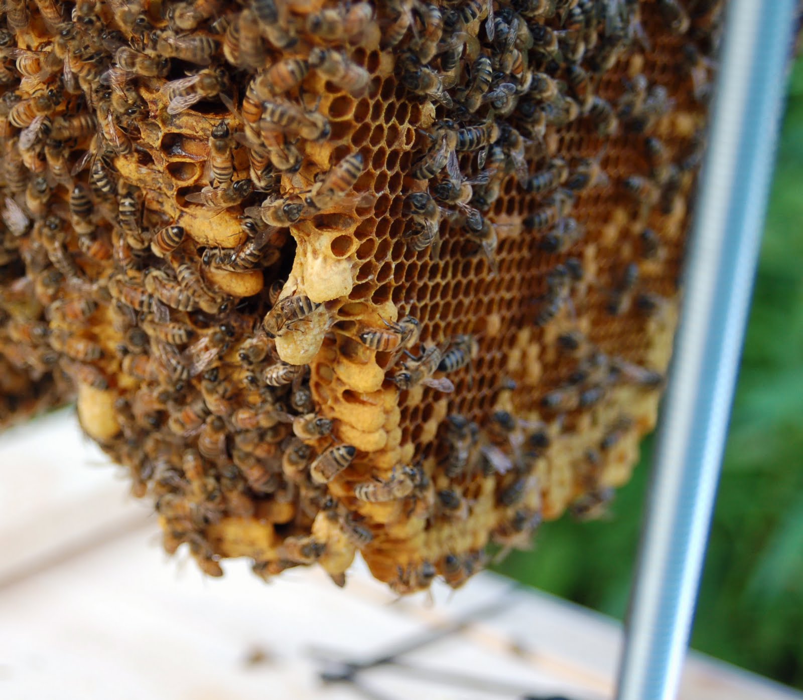 Wherever I am is where I'm at...: double combs on a top bar hive