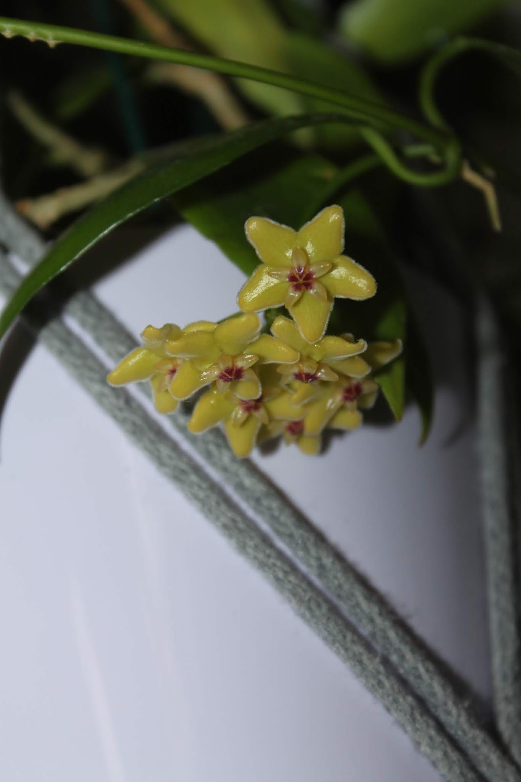 Hoyapassion: Hoya diptera Fiji i obiecanki Hoi kipandiensis