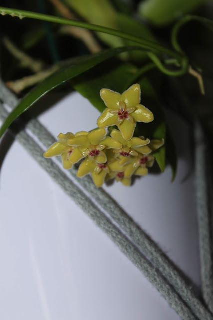 Hoyapassion: Hoya diptera Fiji i obiecanki Hoi kipandiensis