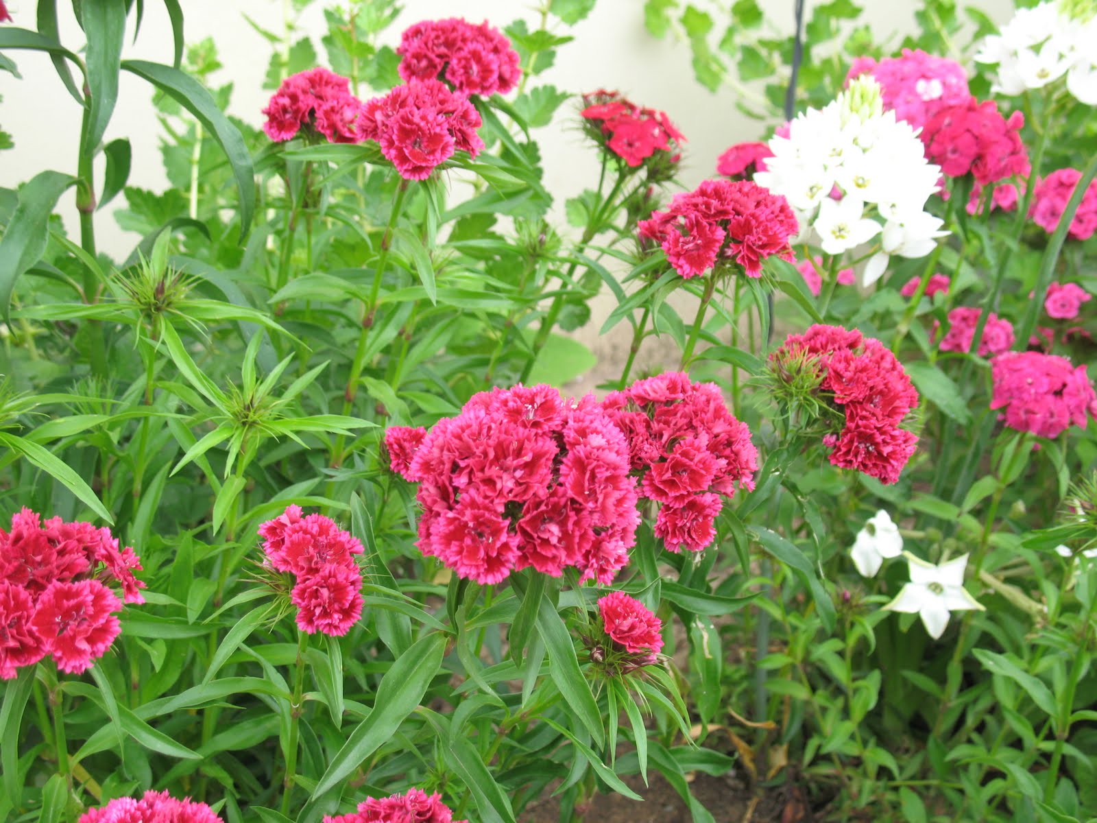 Jurnal de gradina: Flori de vara