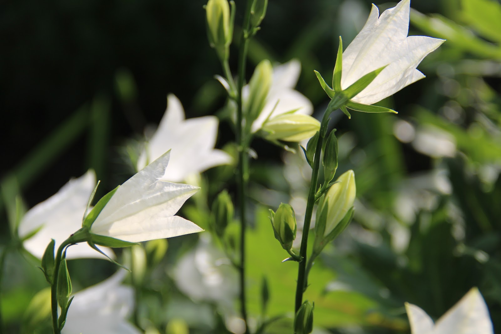 katilėlis /campanula/
