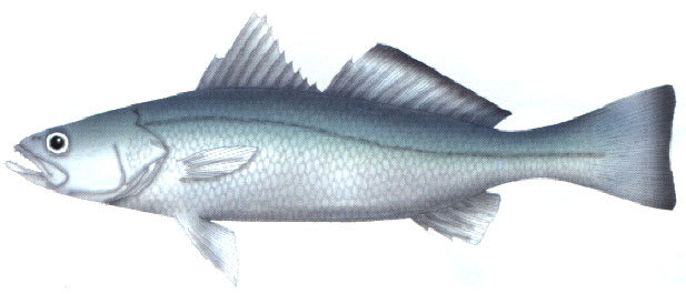 Conhecendo Santos e o Mundo: Peixes e Frutos do Mar