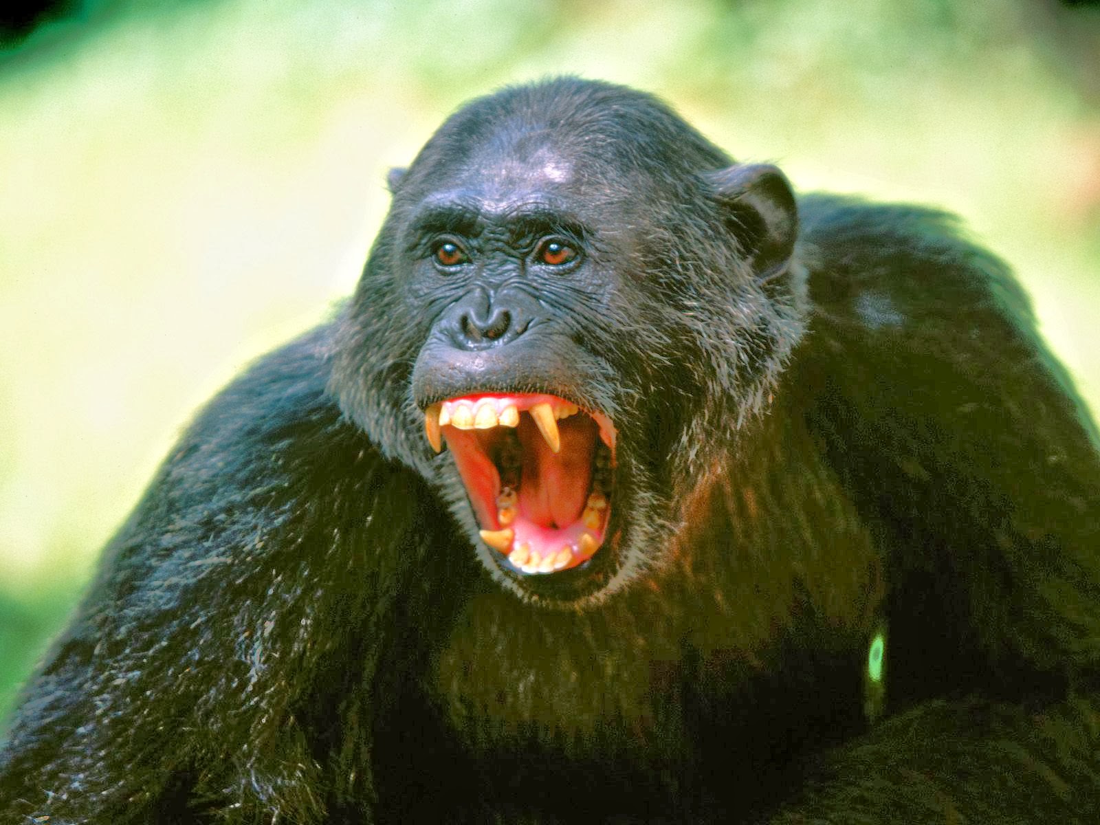 Fall 2013 Anthropology Class: Comparative Dentition Patterns of Primate