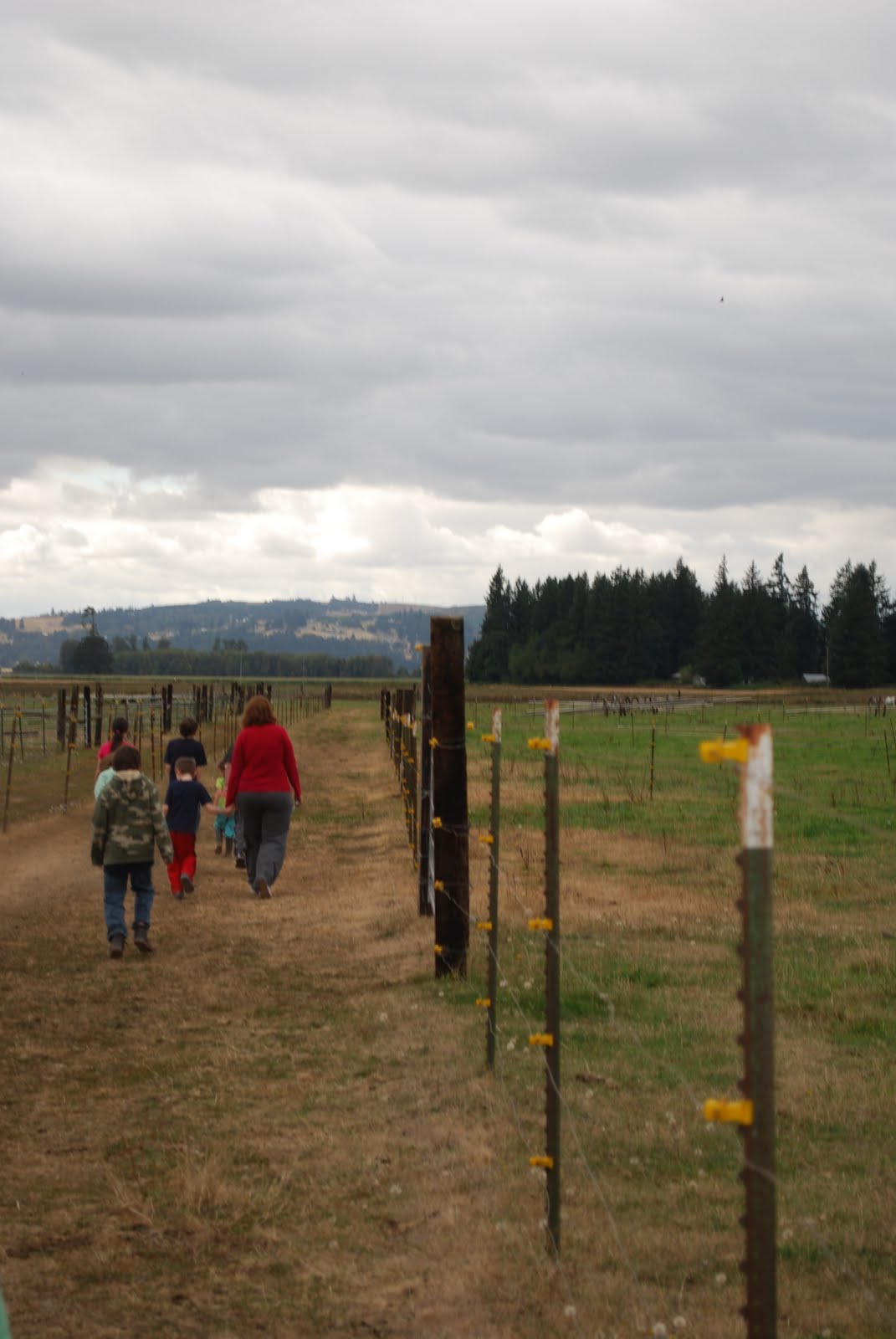 Homeschooling in the Mid-Willamette Valley: Ling Farm- Texas Long Horn ...