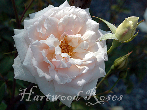 Hartwood Roses: End-of-Year Rose Sale