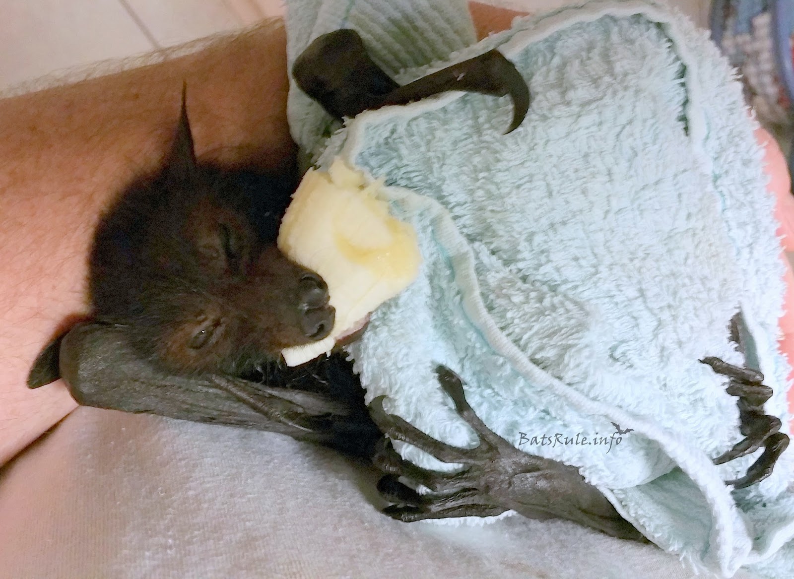 RESCUE MEGABAT BLACK FEMALE BABY 09/03/2015